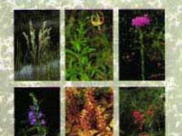 Discovering the Beauty and Diversity of Native Florida Plants | St ...