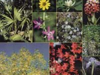 Discovering the Beauty and Diversity of Native Florida Plants | St ...