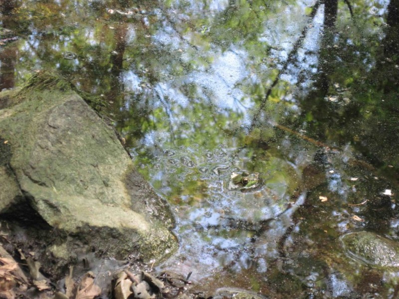 Lexington Landscapes: Traces of Whipple Hill | Lexington, MA Patch