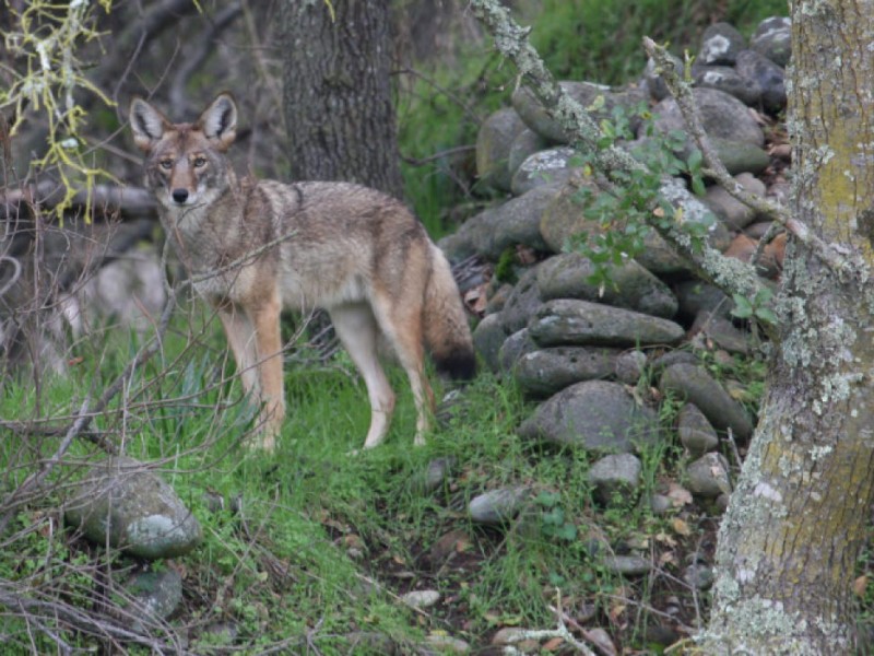 Coyote? Coydog? Wolf? | New Port Richey, FL Patch