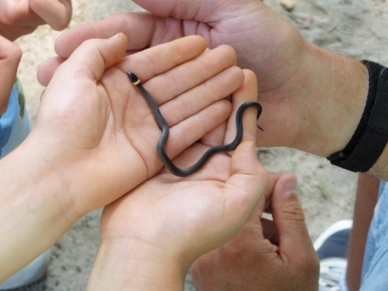 There Are No Poisonous Snakes on Long Island | Southampton, NY Patch