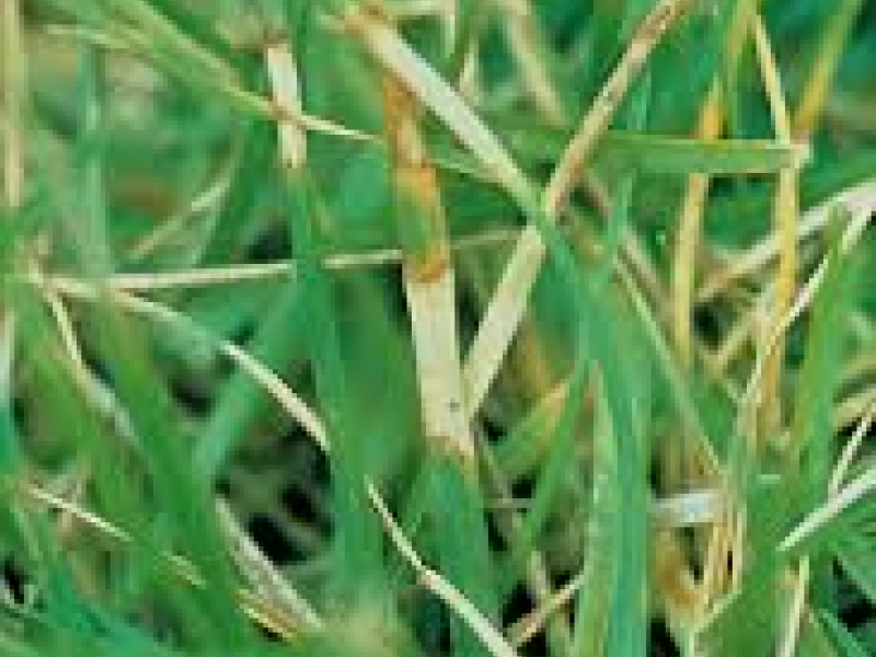 Common Summer Lawn Diseases | Old Town Alexandria, VA Patch