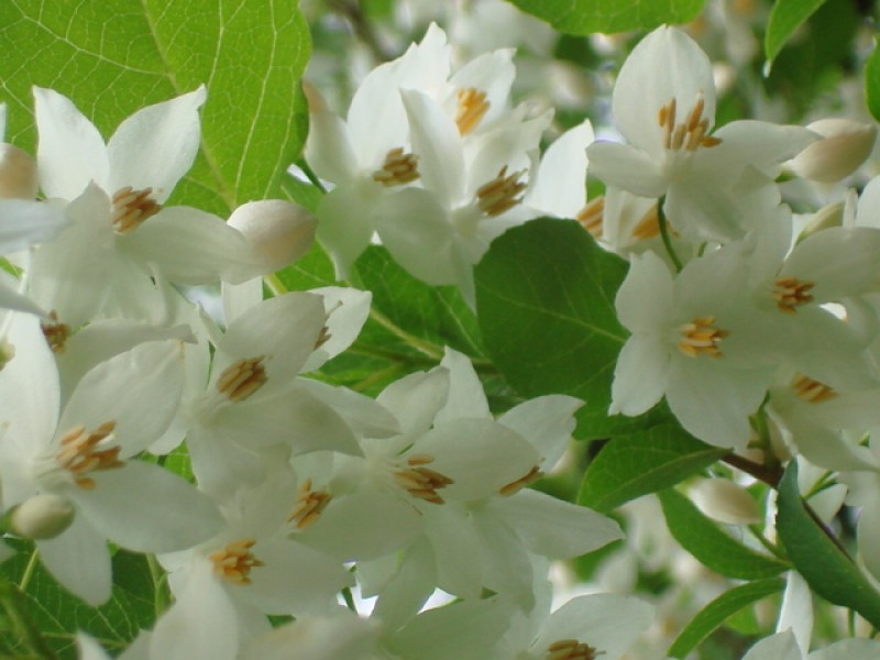 Japanese Snowbell Trees in bloom! | Scotch Plains, NJ Patch
