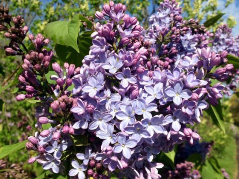 Preview: Lilac Sunday at the Arnold Arboretum | Jamaica Plain, MA Patch