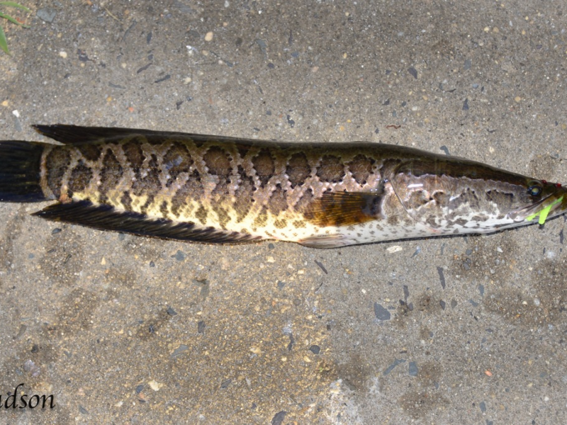 Snakehead Fish Invade Newton Lake | Haddonfield, NJ Patch