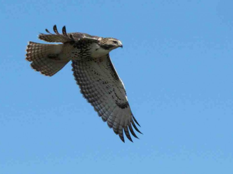 Birds of Prey - Red Tailed Hawks | Kings Park, NY Patch