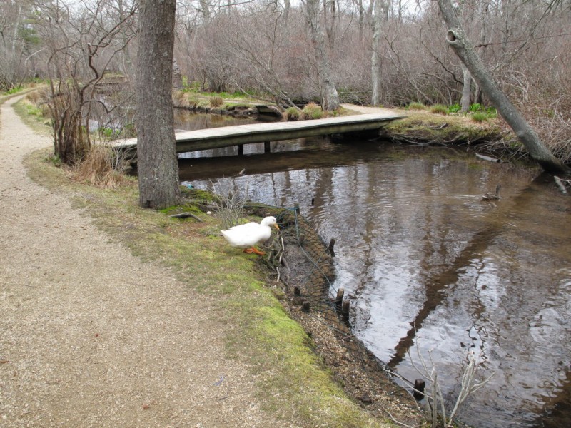 #90 -- Feed the Waterfowl, Walk the Trails at the Duck Pond | East ...
