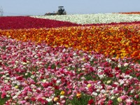 Carlsbad Flower Fields Open March 1 | Carlsbad, CA Patch