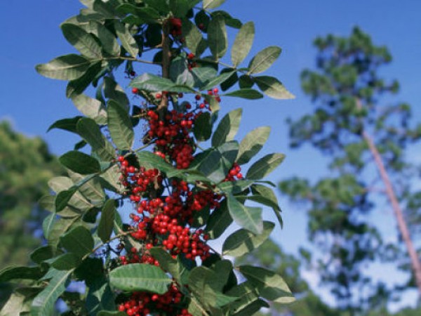 The Brazilian Pepper Tree: Beautiful but Deadly to Native Habitats ...