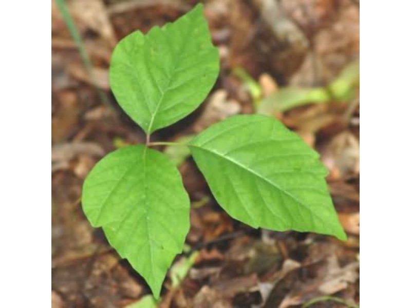 A Bad Case Of Poison Ivy | North Haven, CT Patch