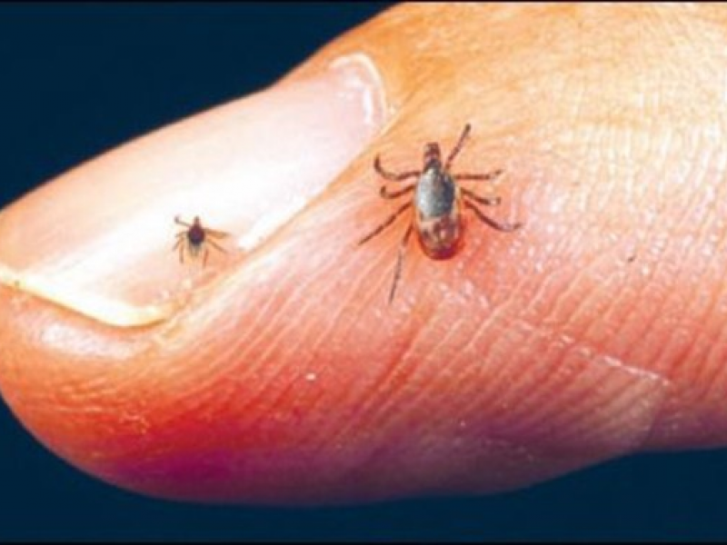 Tick Season Survival Guide: 5 Things to Know About Ticks | Martha's ...