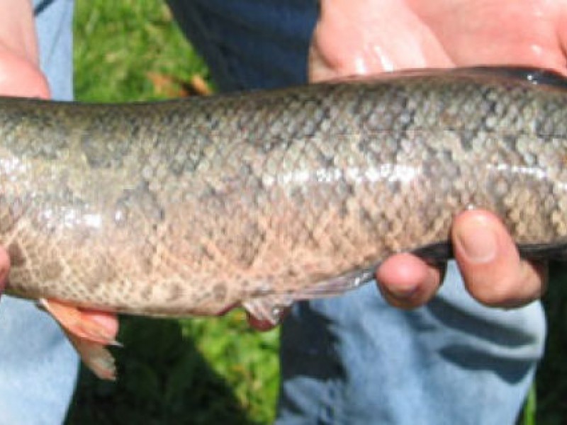 DNR Announces Snakehead Fish Contest | Crofton, MD Patch