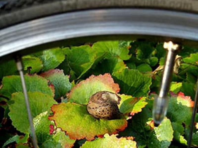 What's the Biggest Slug You've Ever Seen? | Enumclaw, WA Patch