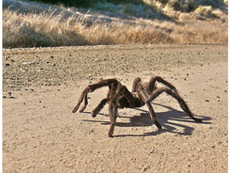 Annual Tarantula Migration has Mount Diablo Crawling | Danville, CA Patch