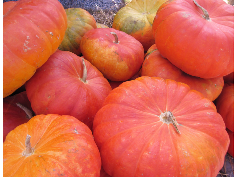 Pumpkin Guide: Varieties for Eating, Carving and Painting | Bellevue ...