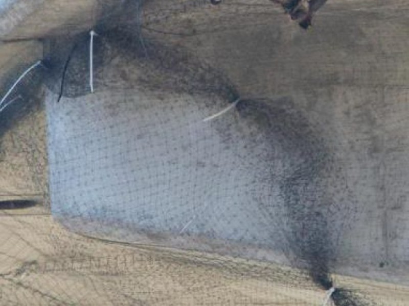 Netting Under Bridge Killing Birds, Say Local Environmentalists ...