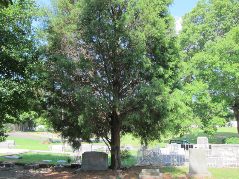 Big Trees of Alpharetta: The Cemetery Cedar | Alpharetta, GA Patch