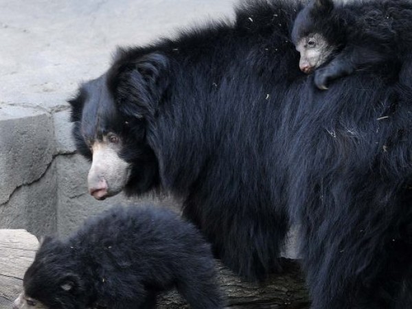Baby Sloth Bears Make Brookfield Zoo Debut (Photos) - La Grange, IL Patch