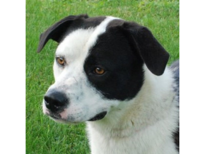 Petey the Border Collie/Bulldog Mix Needs a Home | La Grange, IL Patch