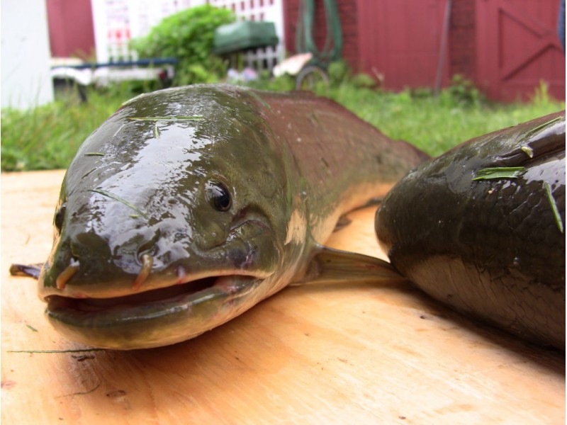 Middlefield Fisherman Catches Primitive Fish in Chester Creek | Durham ...