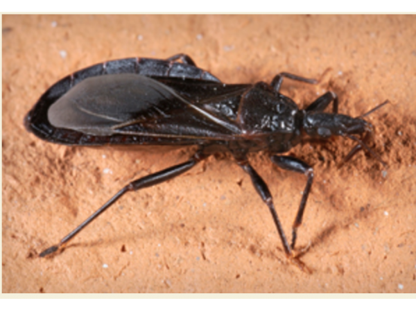 Deadly 'Kissing Bug' Could Be In New Jersey - Toms River, NJ Patch
