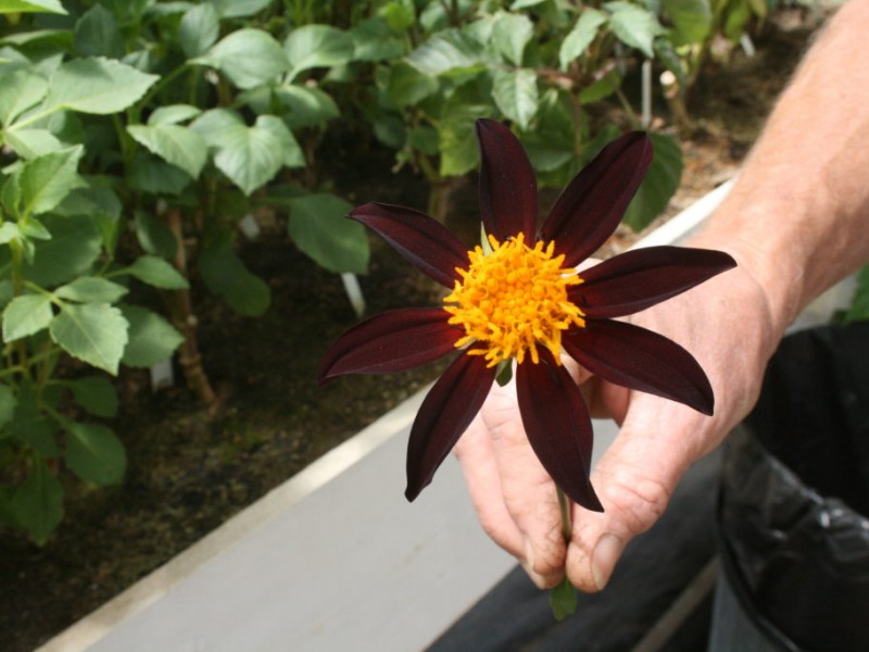 Locally Farmed Dahlias Make for Colorful Bouquets All Summer Long ...