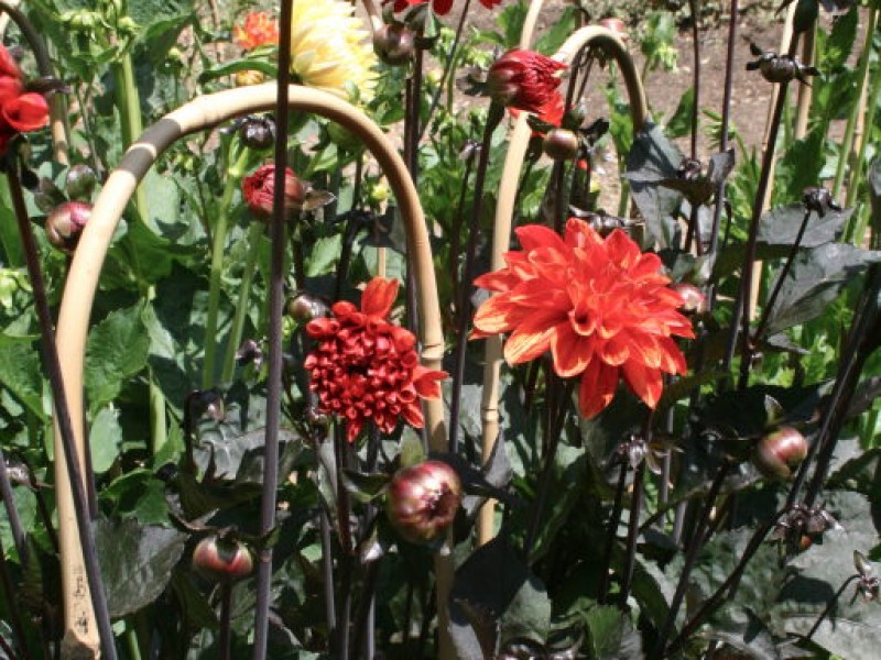 Locally Farmed Dahlias Make for Colorful Bouquets All Summer Long ...