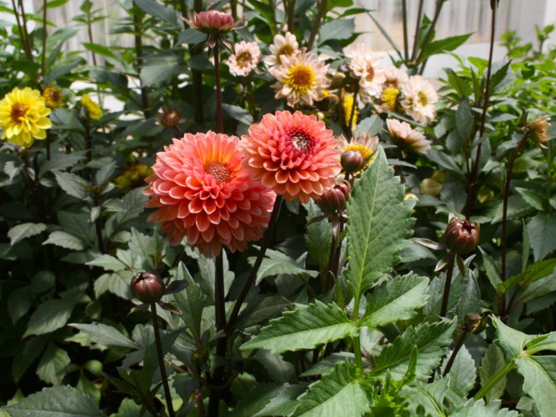 Locally Farmed Dahlias Make for Colorful Bouquets All Summer Long ...