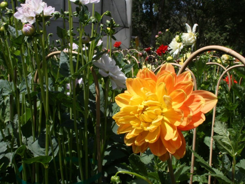 Locally Farmed Dahlias Make for Colorful Bouquets All Summer Long ...