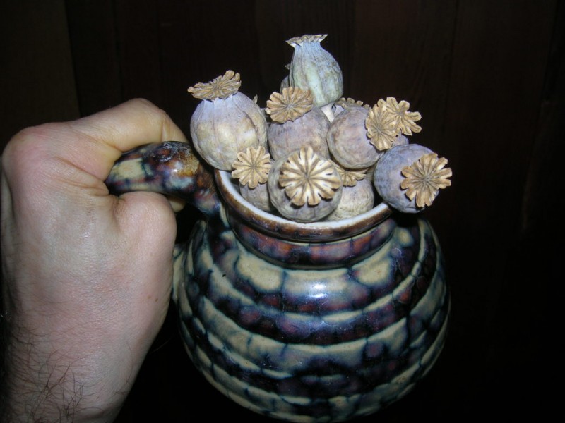 Ancient Use of Poppy Tea Rediscovered | Santa Cruz, CA Patch