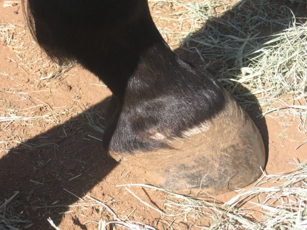 Pain in the Hoof: Riding Still Possible After Ringbone Strikes - Ramona ...