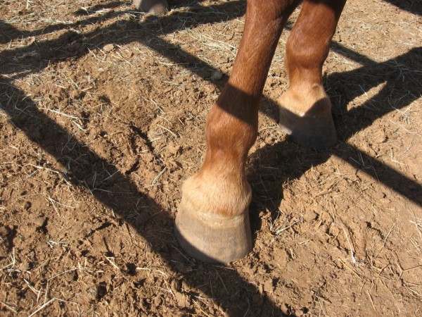 Pain in the Hoof: Riding Still Possible After Ringbone Strikes - Ramona ...