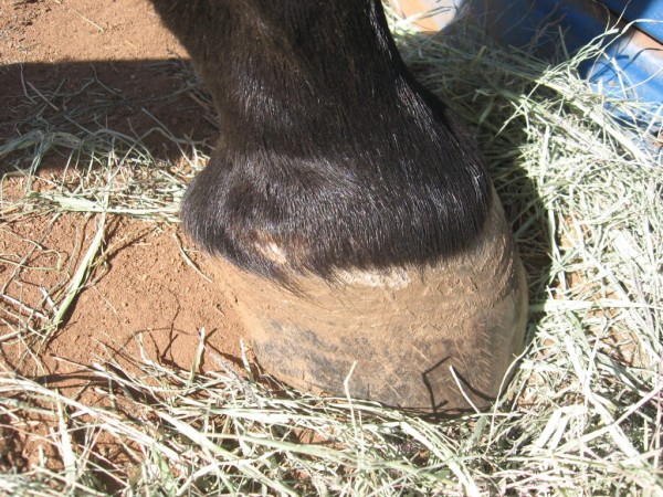 Pain in the Hoof: Riding Still Possible After Ringbone Strikes - Ramona ...