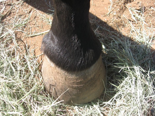 Pain in the Hoof: Riding Still Possible After Ringbone Strikes - Ramona ...