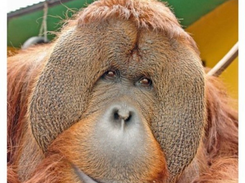 Meet the Orangutans at Suncoast Primate Sanctuary: Pongo | Palm Harbor ...