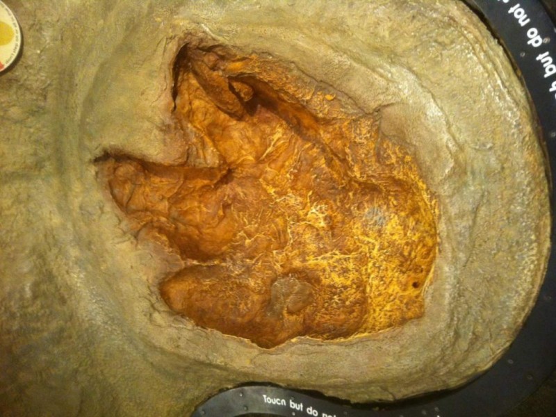 'Did Dinosaurs Have Belly Buttons?' | Norwood, MA Patch