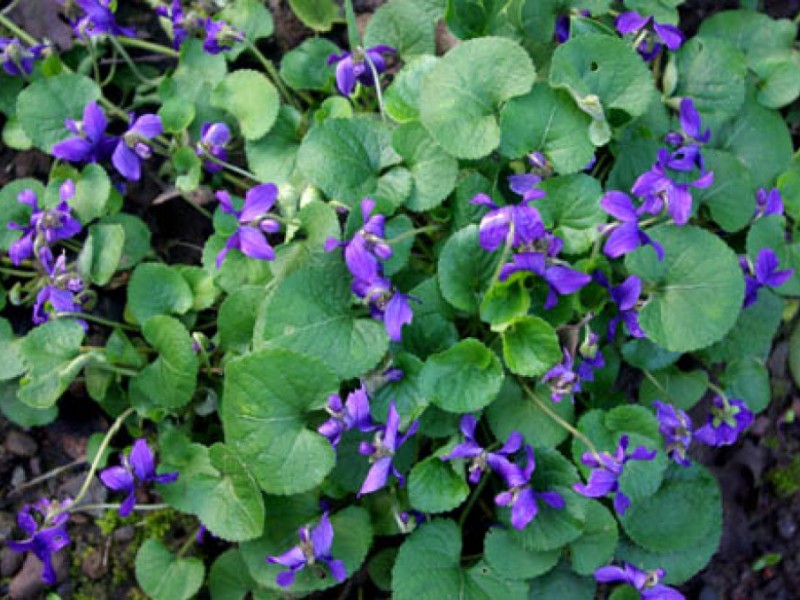 Question: How to Control Wild Violets? | Reston, VA Patch