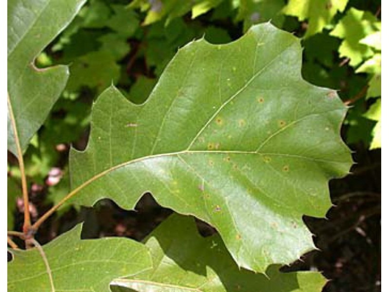 Oak Tree Drought Issue and Sycamore Disease | Reston, VA Patch