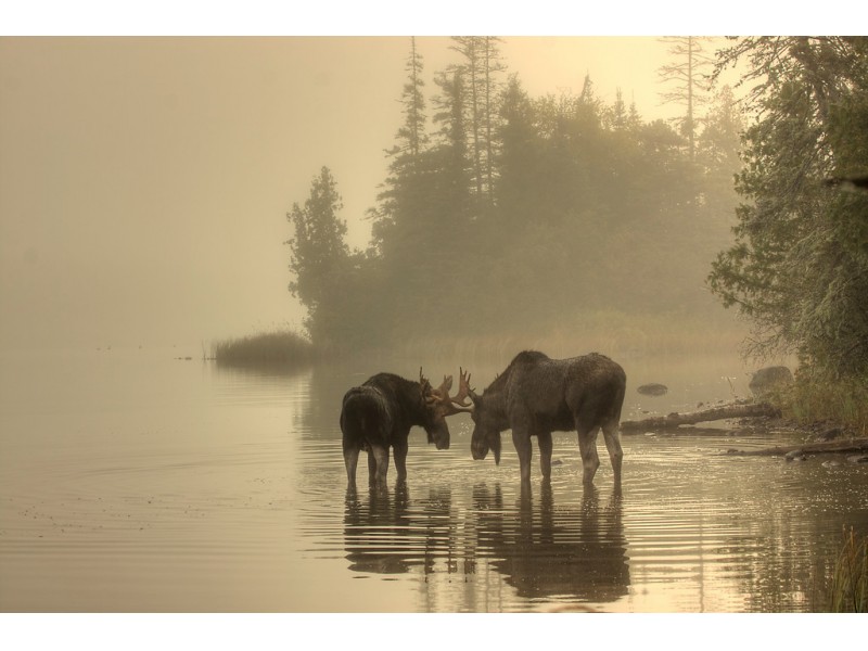 Foggy Morning Moose Face-Off: Story Behind Social Media Sensation ...