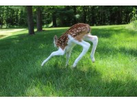 Rejected by Mother, Rare Fawn Gets A Second Chance | West Bloomfield ...