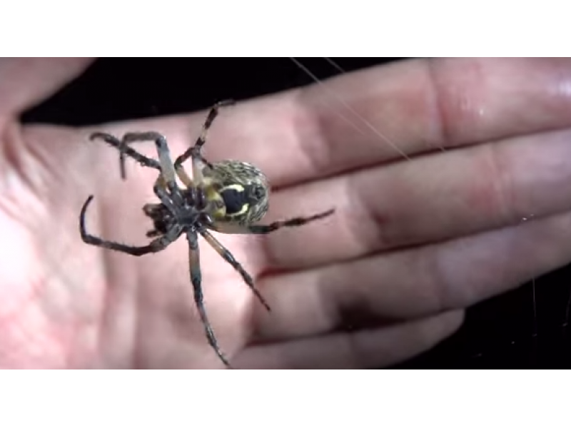 'Flying Spiders' Invade Chicago | Orland Park, IL Patch