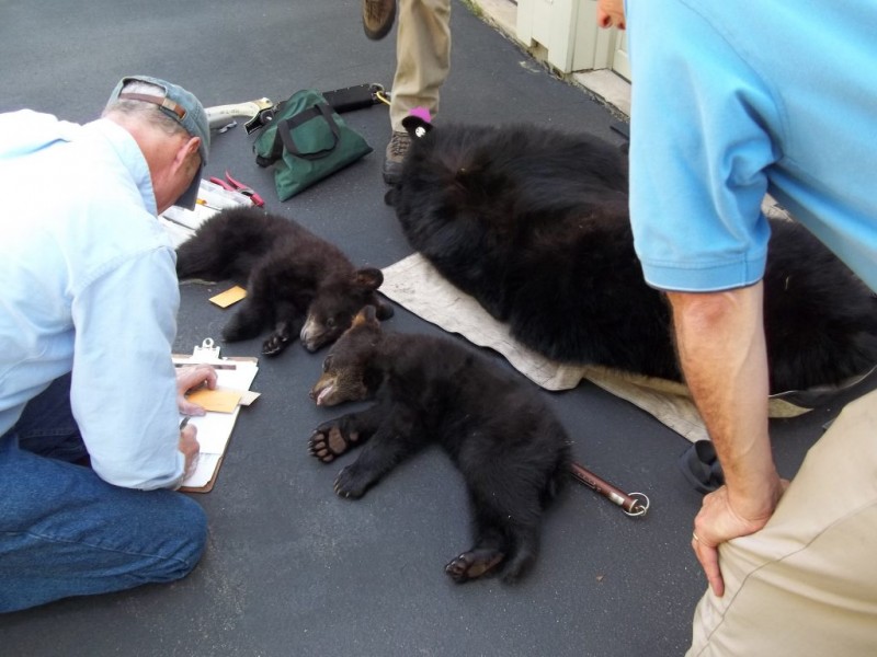 DEEP: Bear Sightings on the Rise | Canton, CT Patch