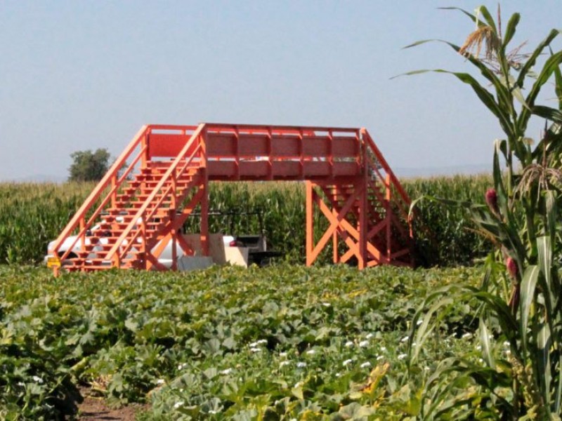 World's Largest Corn Maze Opens for the Masses | Dixon, CA Patch