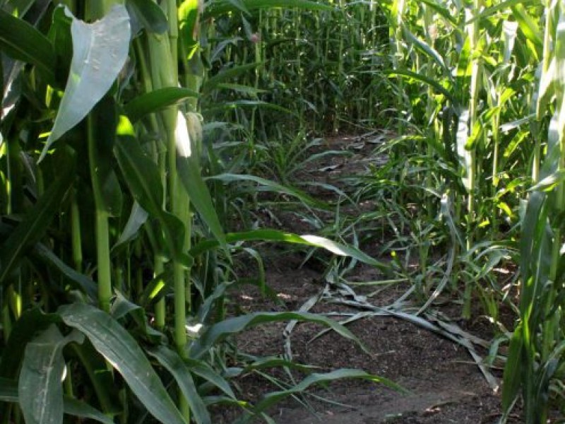 World's Largest Corn Maze Opens for the Masses | Dixon, CA Patch
