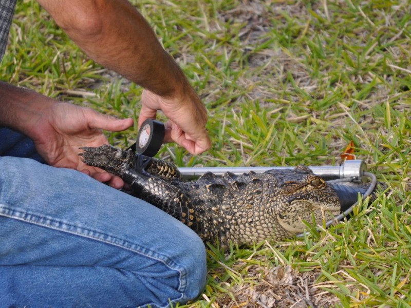 Living Among Alligators, Safety Tips, Facts To Keep in Mind | Brandon ...