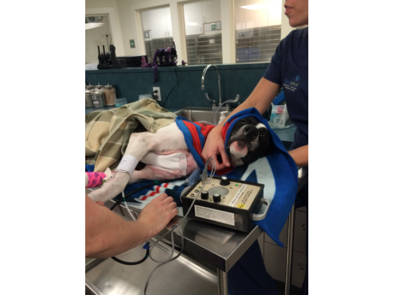 Dog Impaled by a Stick is Thankful This Thanksgiving | Waltham, MA Patch