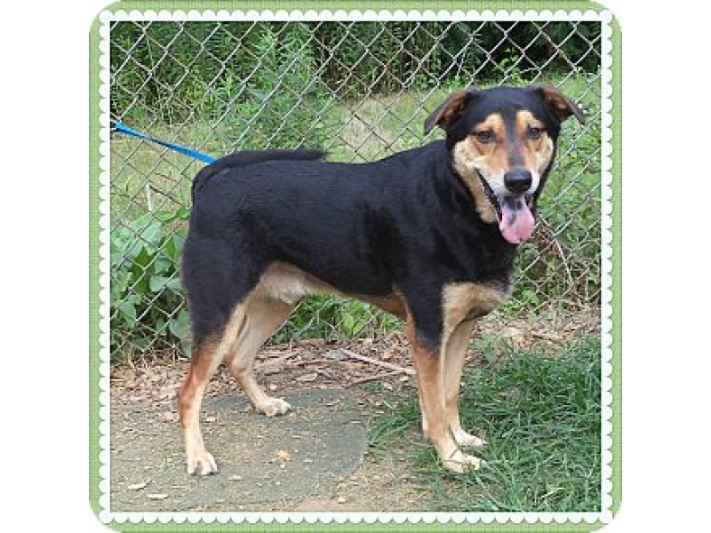 Adoptable Animals at Cobb County Animal Shelter | East Cobb, GA Patch