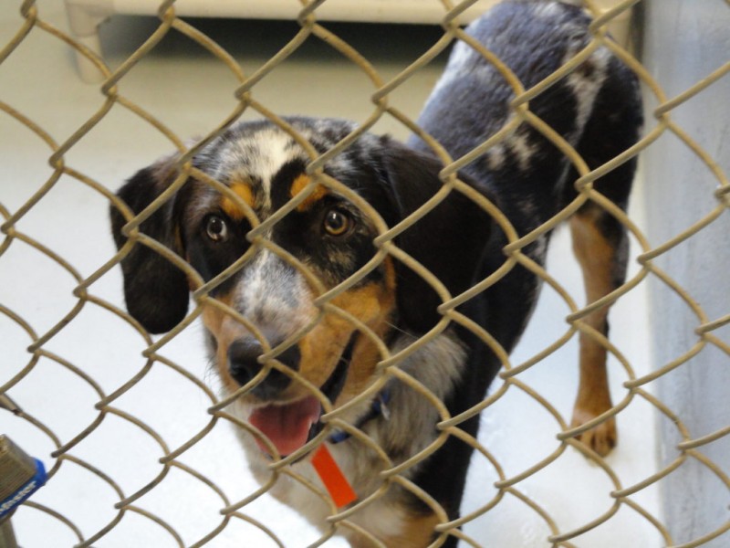 Nine Dogs Saved From Overcrowded Shelter, Shipped to SPCA | Largo, FL Patch