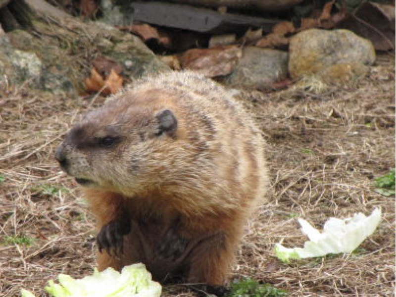 Rabid Groundhog Concerns Health Officials | Hillsborough, NJ Patch