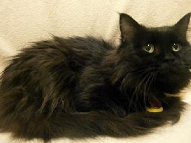 Cats to Adopt at Ozaukee Humane Society | Port Washington, WI Patch